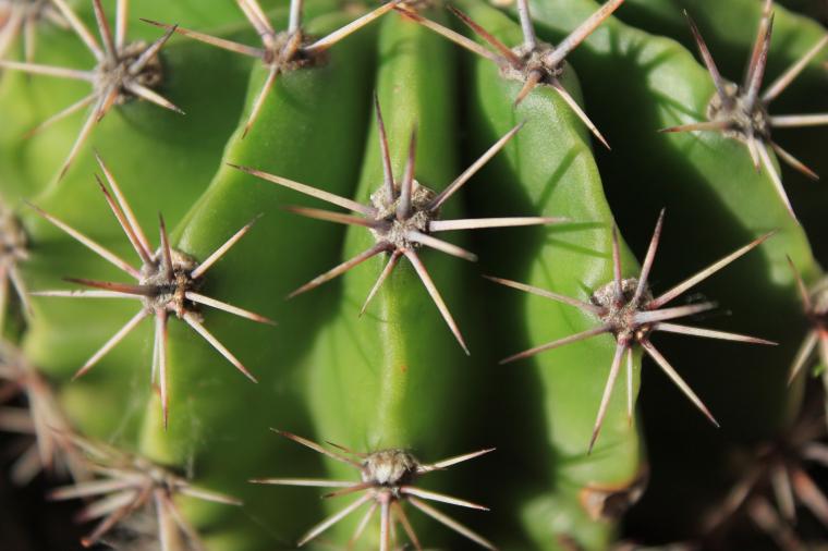 Prickles – Amy Linnea